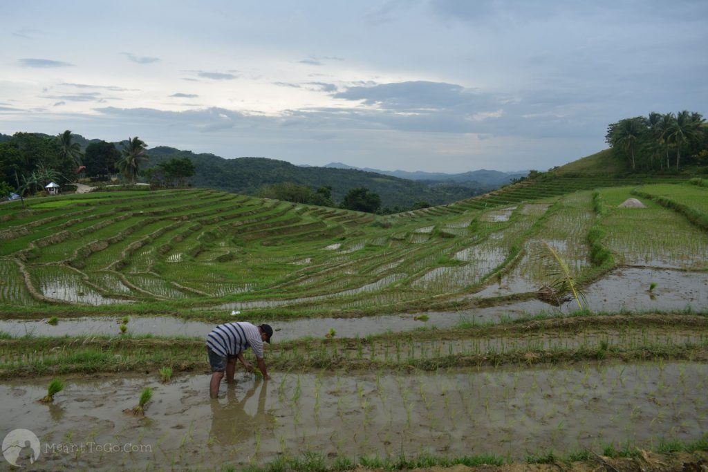Cadapdapan Rice Terraces - A Hidden Gem in Candijay, Bohol