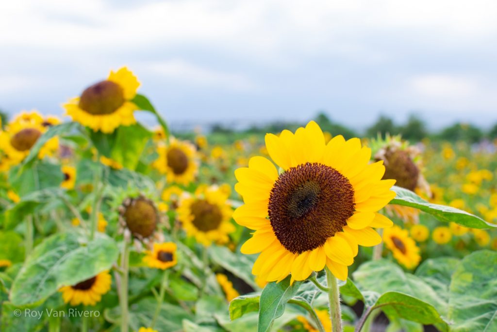 Bukid Amara Davao - A Delightful Flower Farm Experience